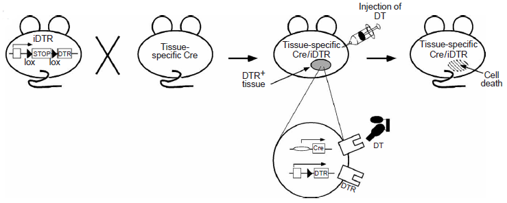 小鼠大用处丨细胞的条件性剔除 - 知乎