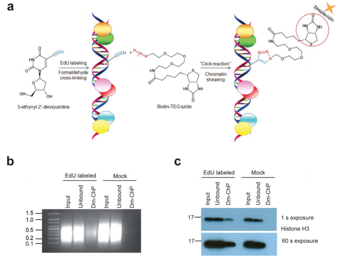 Pull-down实验大家族一览 - 每日生物评论