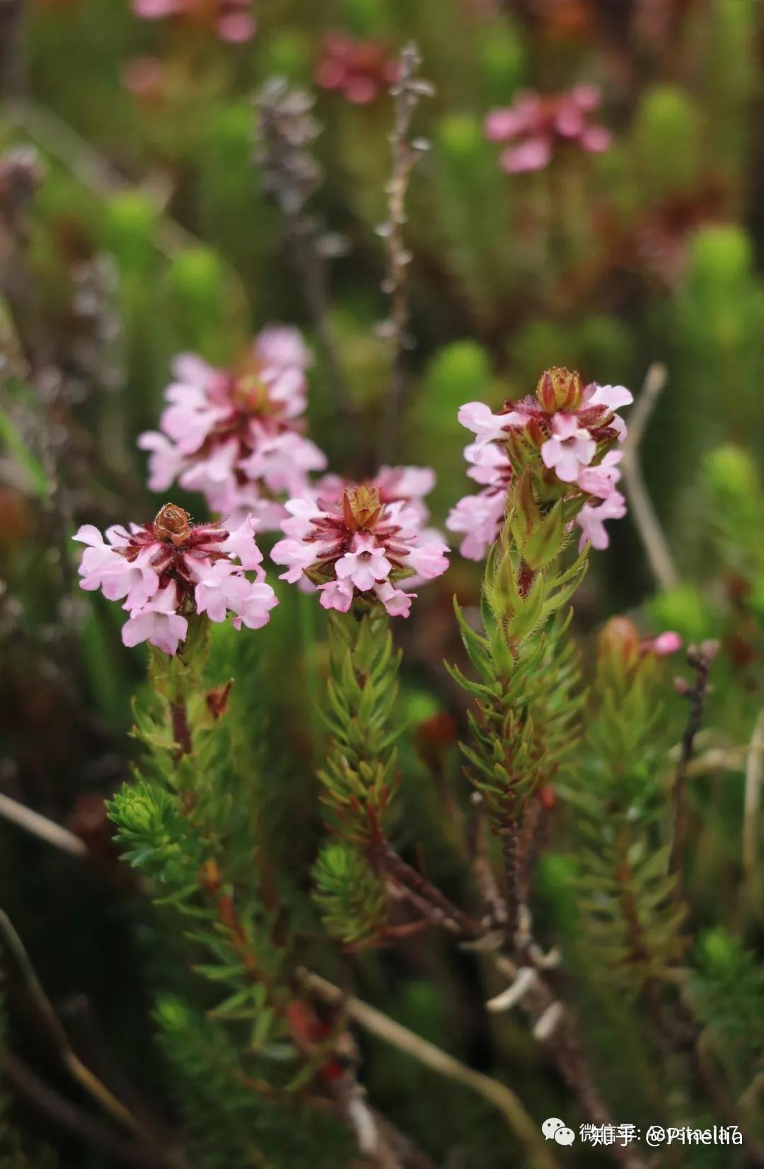 嘎隆拉--“上帝的后花园”//从波密到墨脱 - 知乎