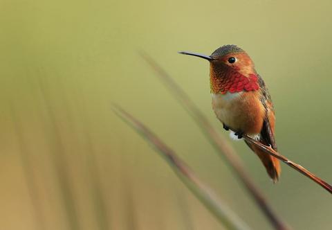 MyBatis-Plus自动生成代码报错freemarker/template/Configuration、org/apache ...