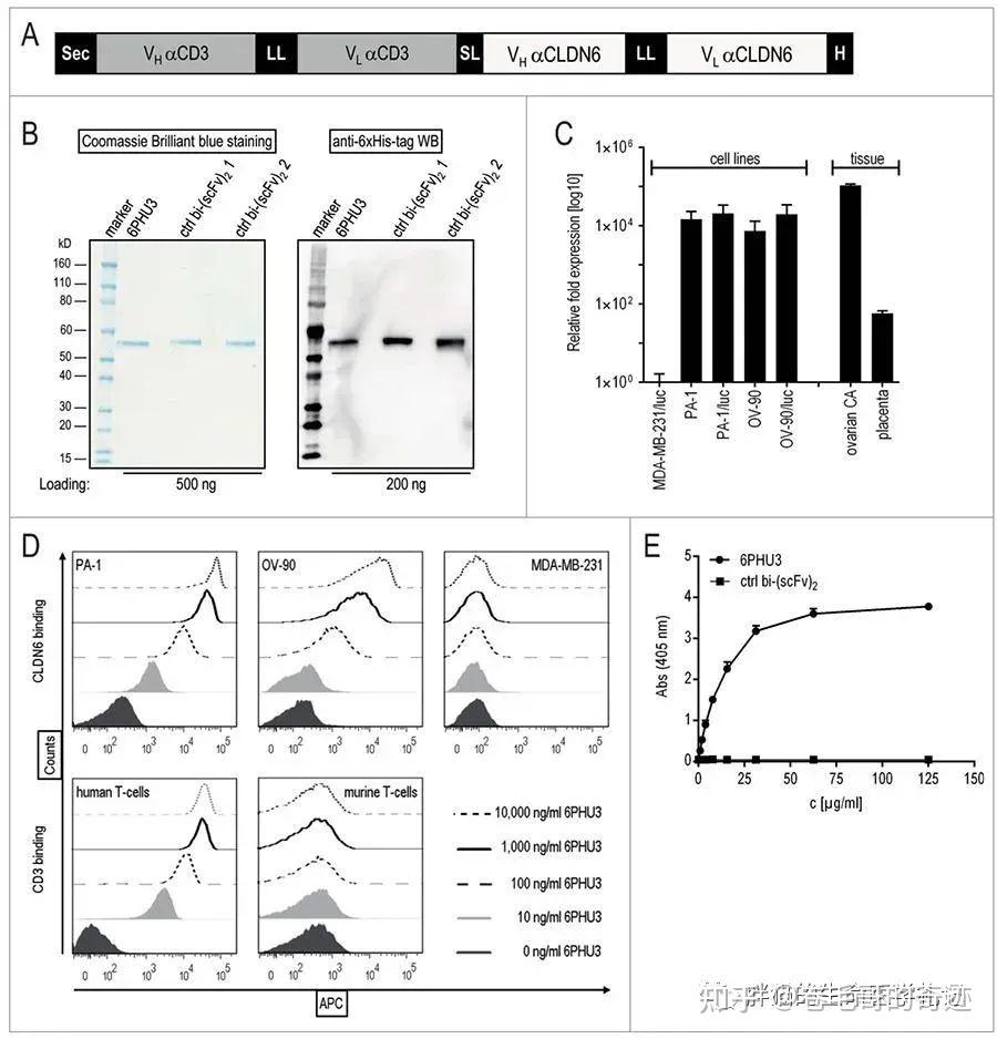 CLDN6:继18.2后CLDN家族又一高潜力新星 - 知乎