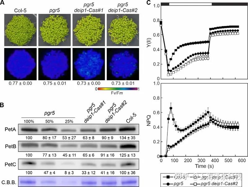 科学家借助Hexagon-Imaging-PAM和Dual-PAM-100揭秘植物如何在波动光下保护细胞色素b6f复合体 - 知乎