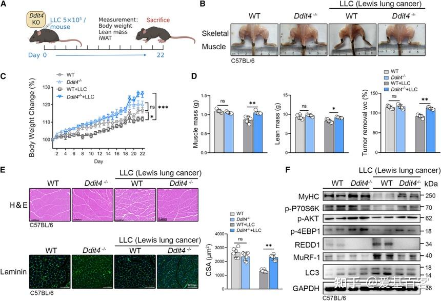 Cell Meb | 国自然热点DNA甲基化和蛋氨酸代谢共同解析癌症恶病质肌肉萎缩的机制 - 知乎