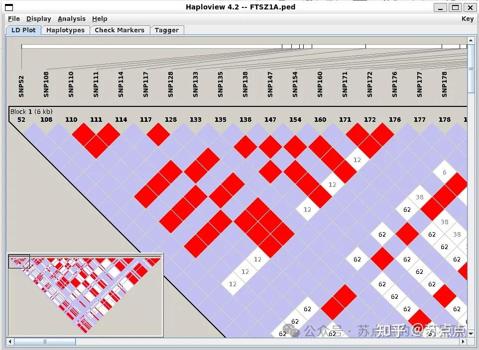 Haploview使用教程 | 单倍型分析 - 知乎