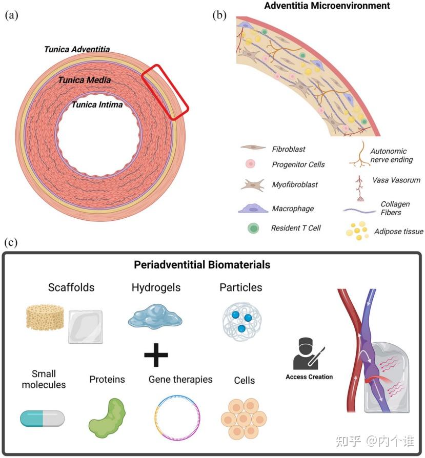 【行业资讯】雷帕霉素洗脱胶原植入物（SIROGEN） - 知乎
