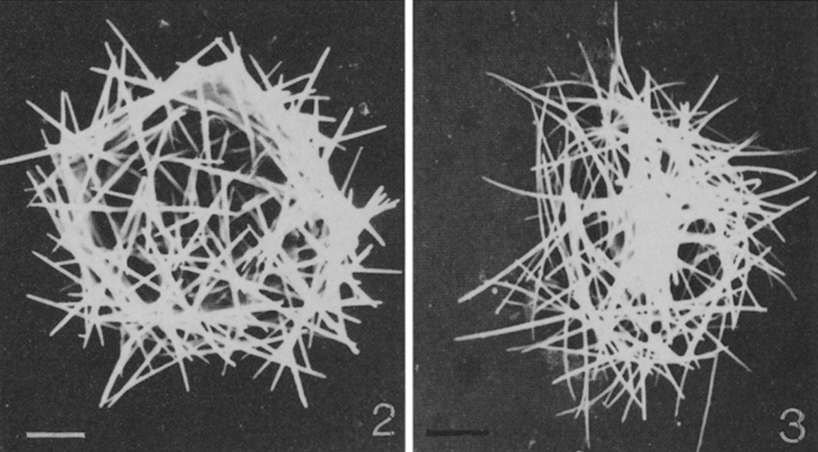 中阳虫：“小太阳”的生存之道 - 知乎