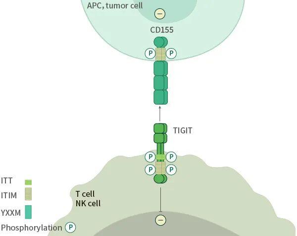 目前 靶向 TIGIT 药物在研现状是什么？ - 知乎