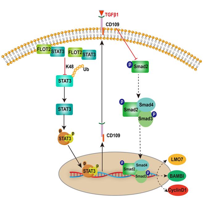 iScience：FLOT2 通过促进 CD109 表达抑制 TGF-β 通路 - 知乎