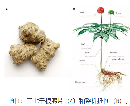新型专利成分Senactiv® 如何让您更加努力地训练和恢复 - 知乎