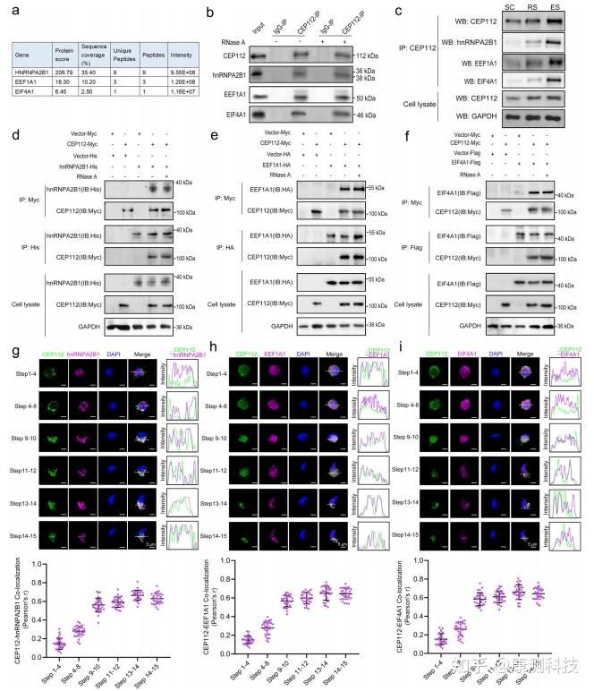 NC|男性不育新机制：CEP112突变损害相分离和必需生育mRNA的翻译 - 知乎