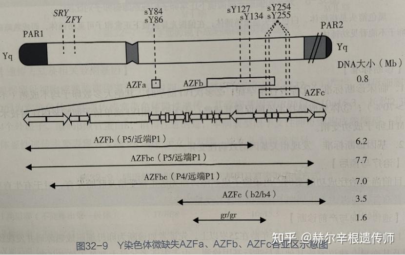 Y染色体AZF区微缺失，还能生娃吗？ - 知乎