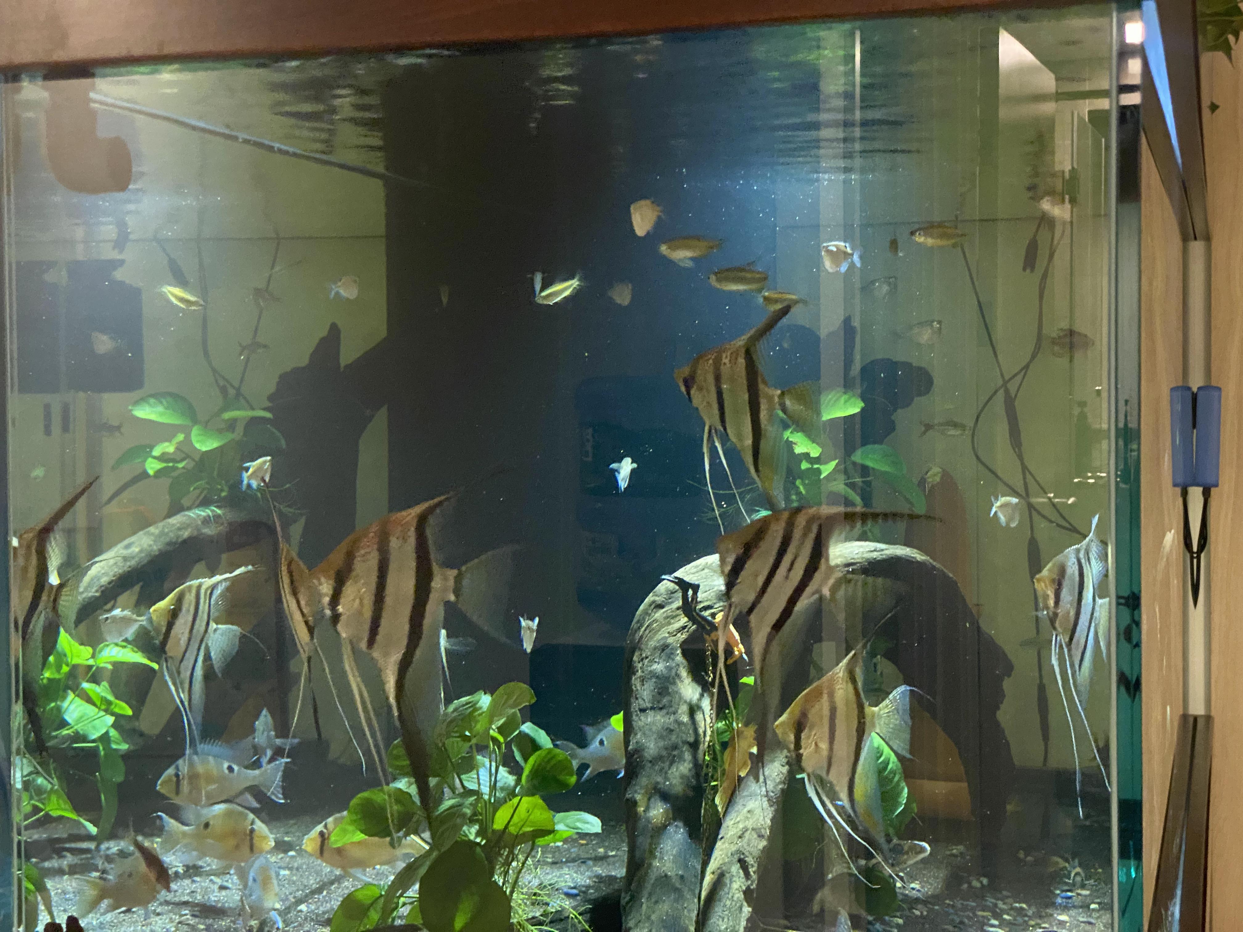 什么鱼好样？孔雀鱼怎么养？ - 知乎