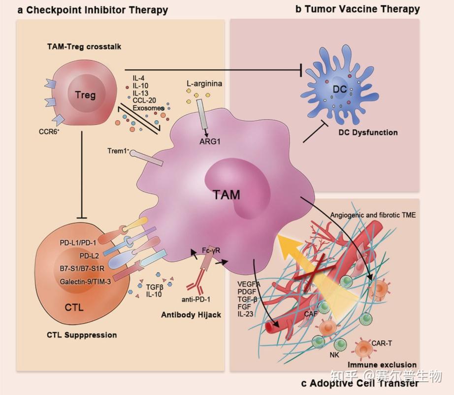 肿瘤微环境中的4大免疫抑制细胞：Treg、TAMs、MDSCs、CAFs - 知乎