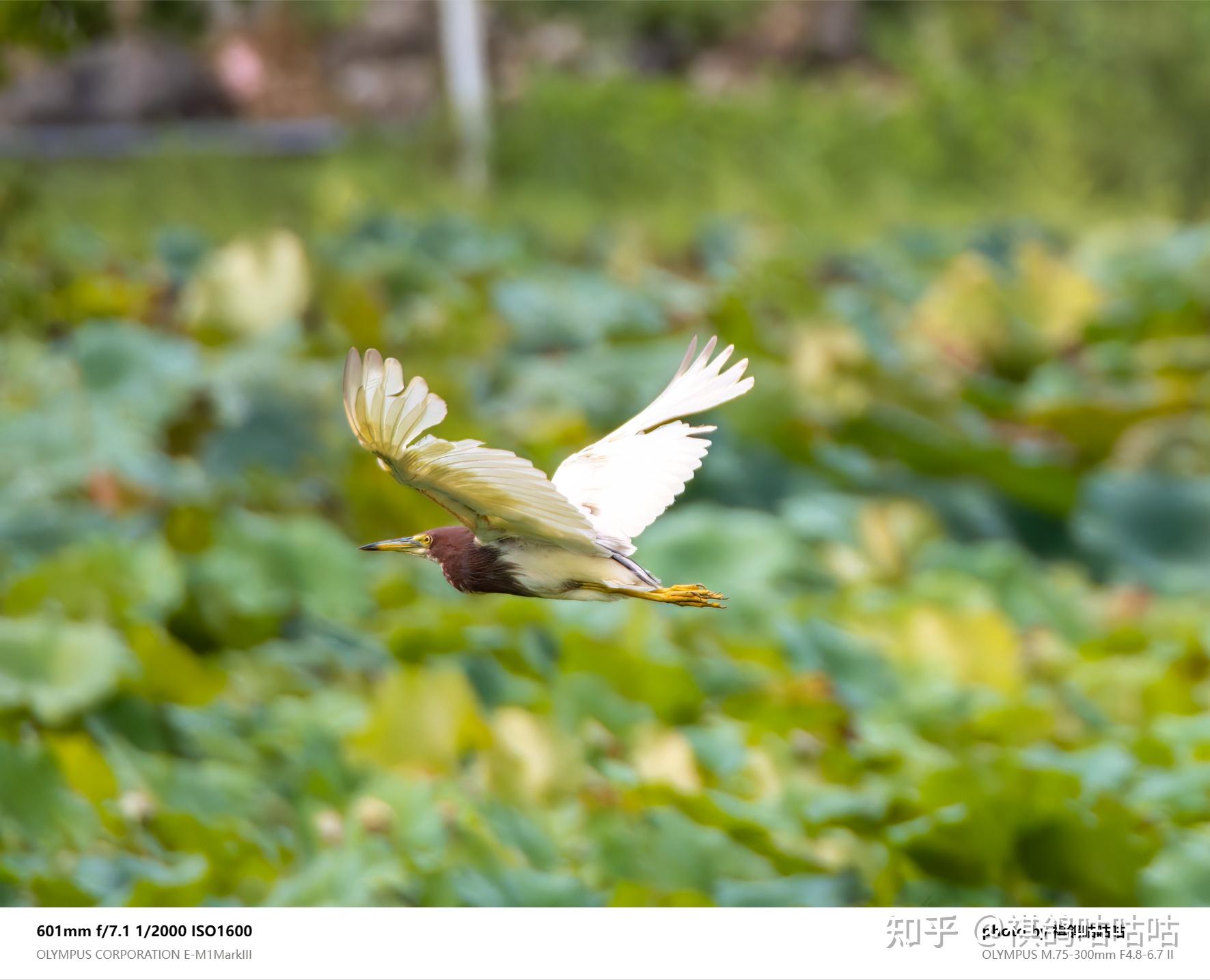2023 m43打鸟如何选择? - 知乎