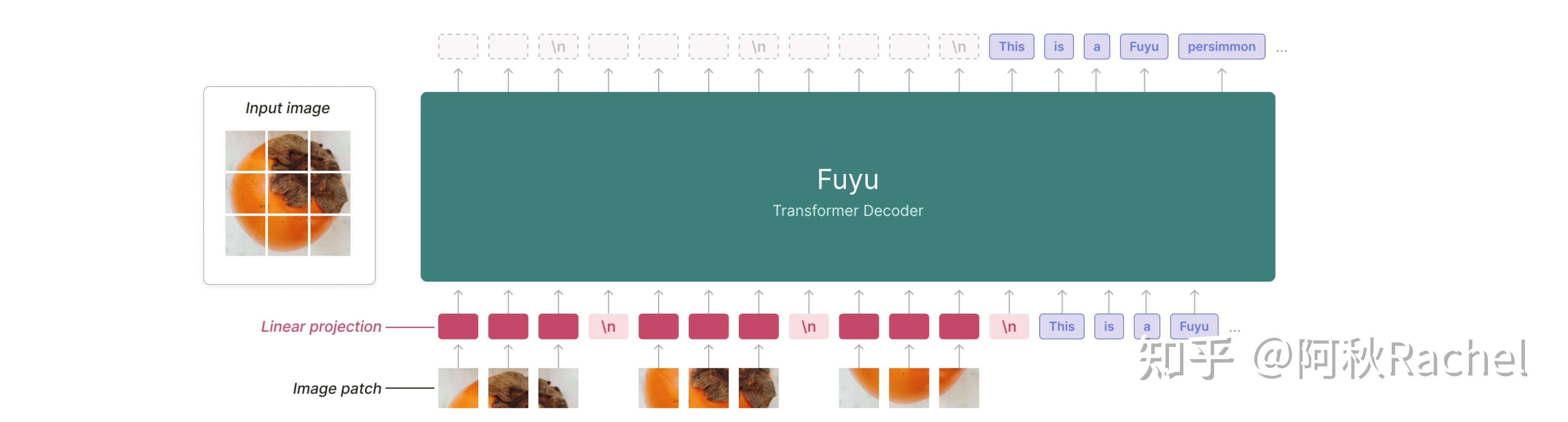多模态大模型速通--Encoder-Free系列[Fuyu、EVE、SOLO] - 知乎