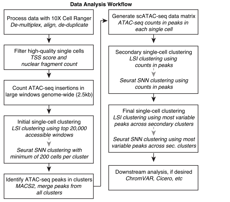 实用指南丨scATAC 基本分析思路介绍 - 知乎