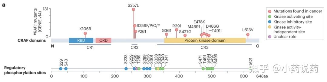 CRAF在癌症进展中的作用：从分子机制到精准治疗 - 知乎
