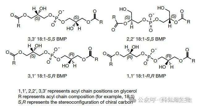 溶酶体“清道夫”BMP：从基础机制到临床新机遇 - 知乎