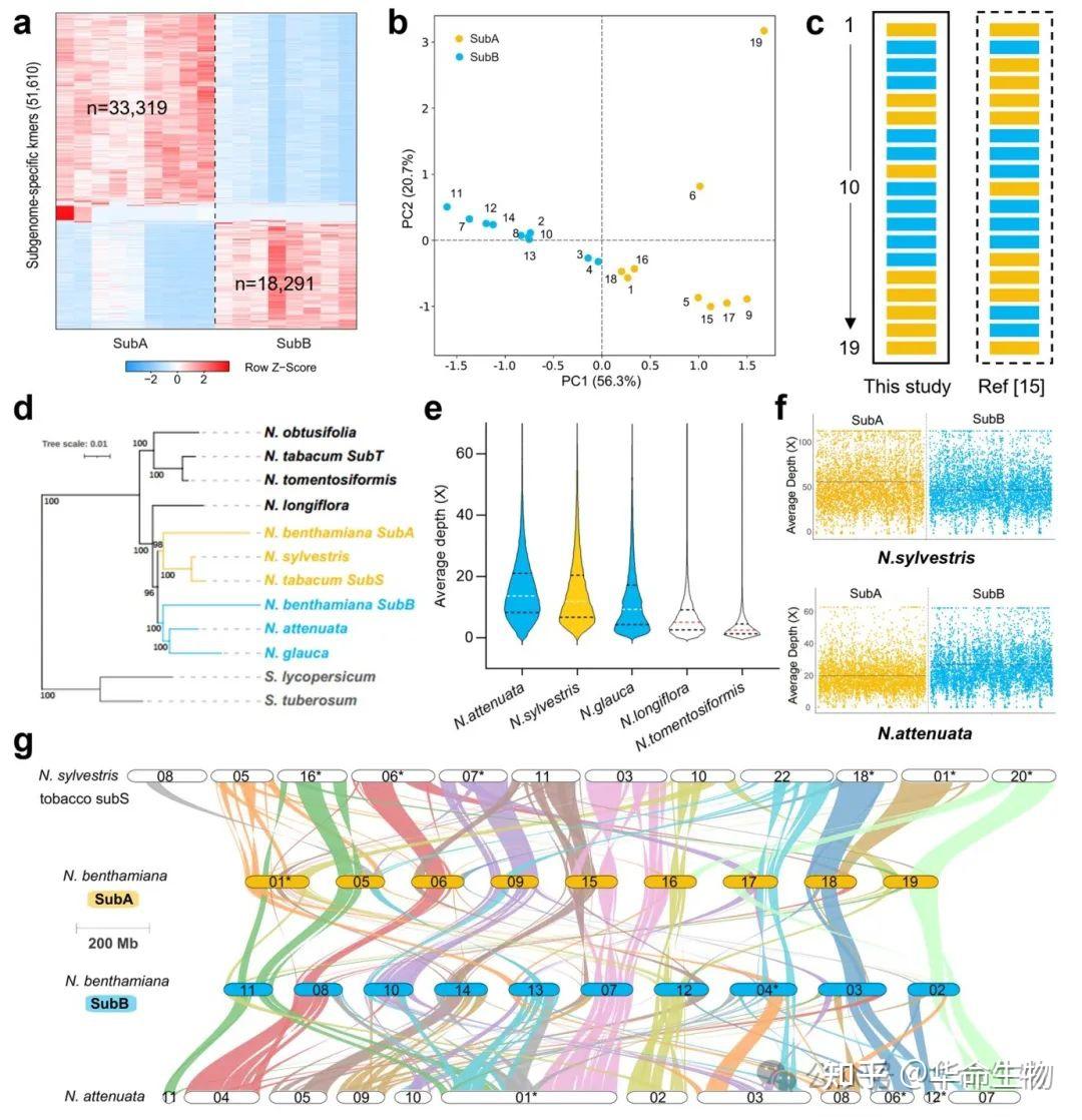 NP精选丨本氏烟草T2T基因组解析着丝粒复杂结构和演化 - 知乎