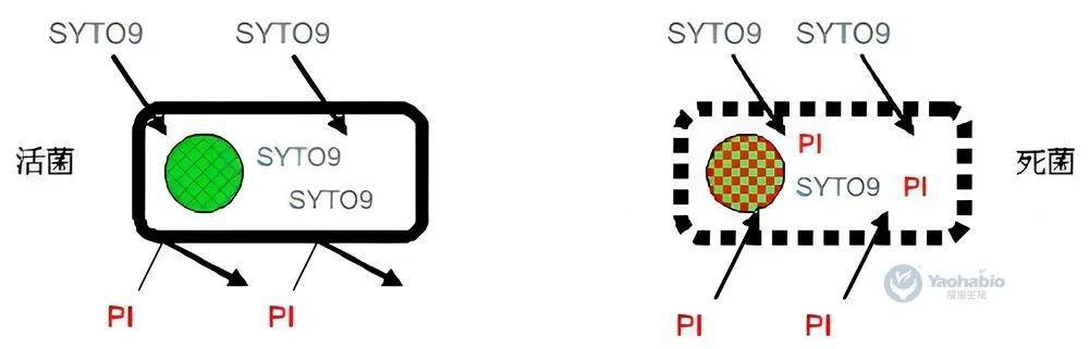耀文宝典 | 大肠杆菌细胞完整性的监测与控制 - 知乎