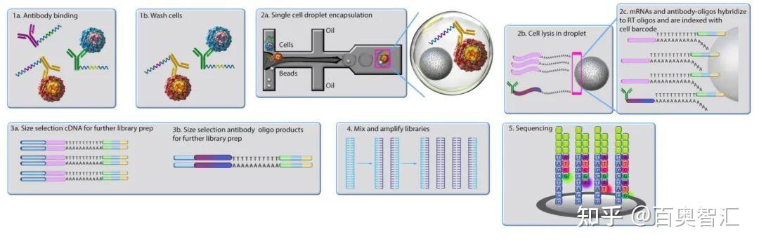 单细胞转录组+表面蛋白测序技术（CITE-seq）全流程解析 - 知乎