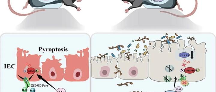 高级研究杂志丨IF：10.7丨肠道真菌通过抑制 SAA1-GSDMD 通路防止肠道缺血再灌注损伤 - 知乎