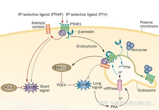 药靶细胞模型---PTH1R的细胞模型 - 知乎