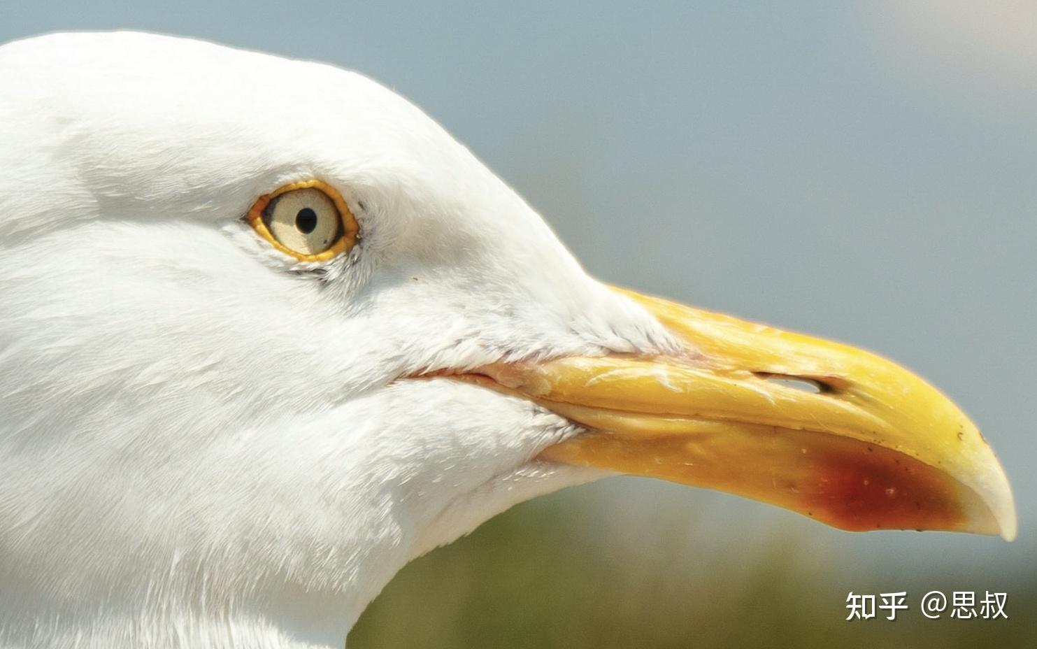 索尼2070G和腾龙1750如何选择？ - 知乎