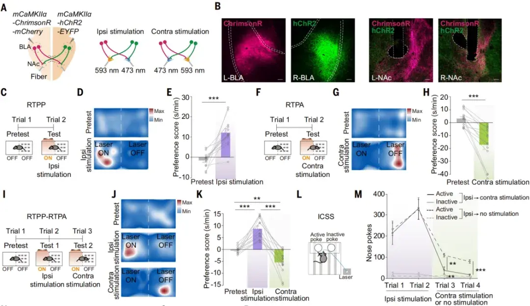 客户文章 | Science︱复旦大学刘星/马兰团队揭示小鼠半球间BLA-AC-NAc环路调控负面情绪 - 知乎