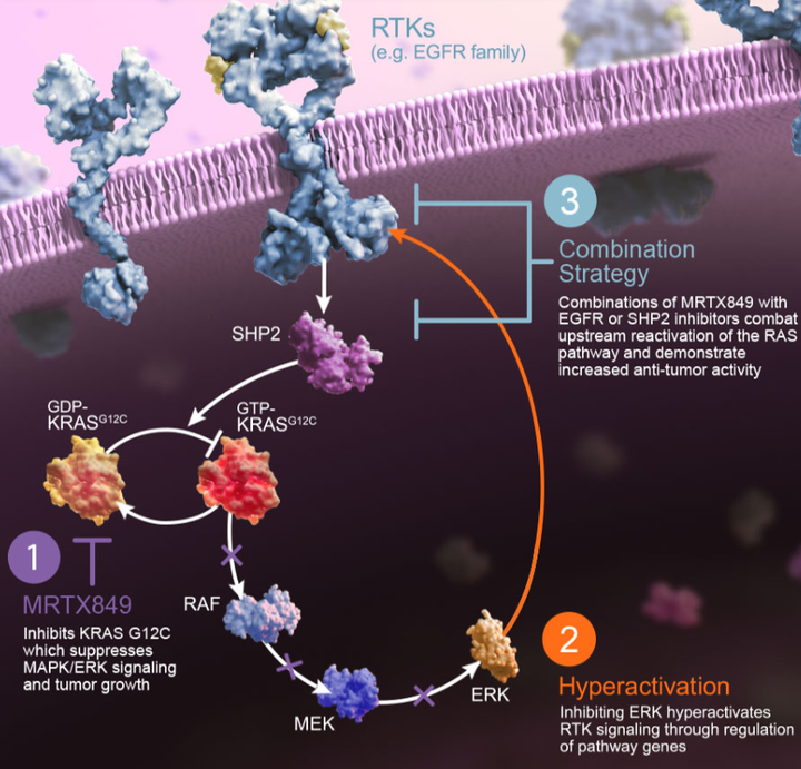 KRAS早已不是无药突变，两款靶向药上市解锁多种治疗方案 - 知乎