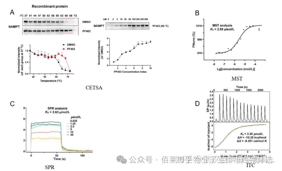 药物与蛋白互作：TPP热蛋白质组学+SPR+MST+ITC+CETSA+计算模拟揭示PF403作用靶点 - 知乎