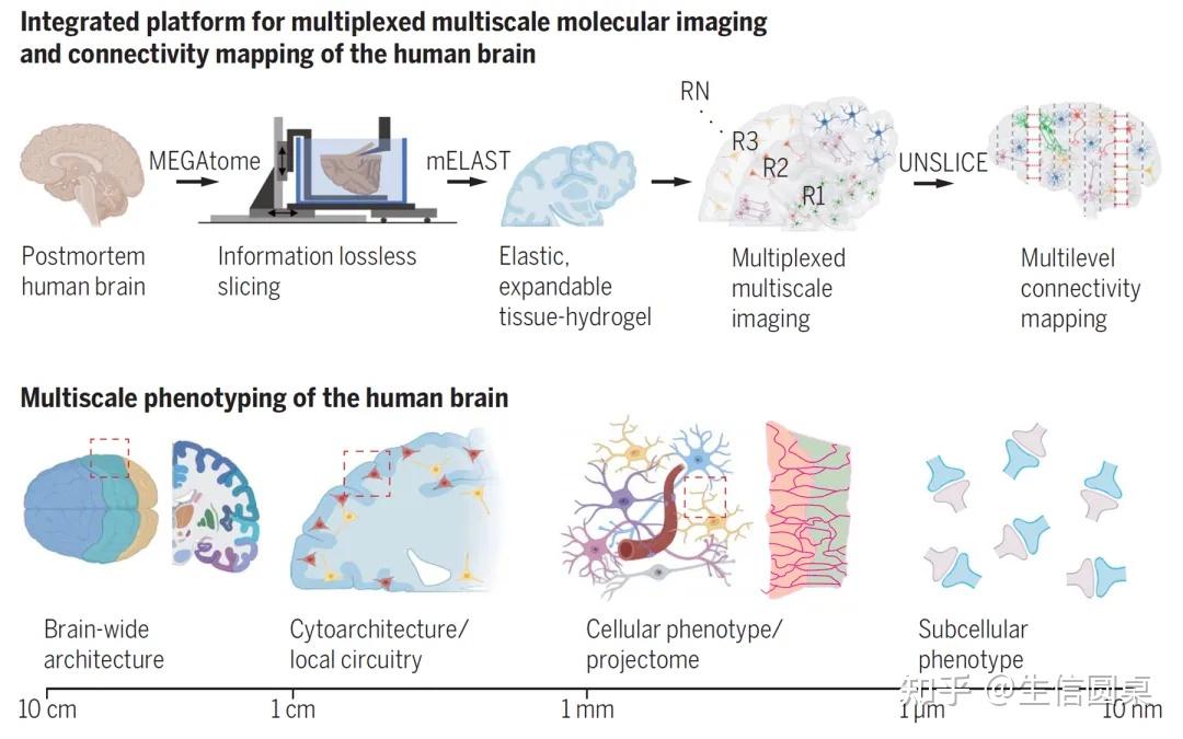 【Nature】Prov-GigaPath：革新数字病理学的全切片基础模型 - 知乎