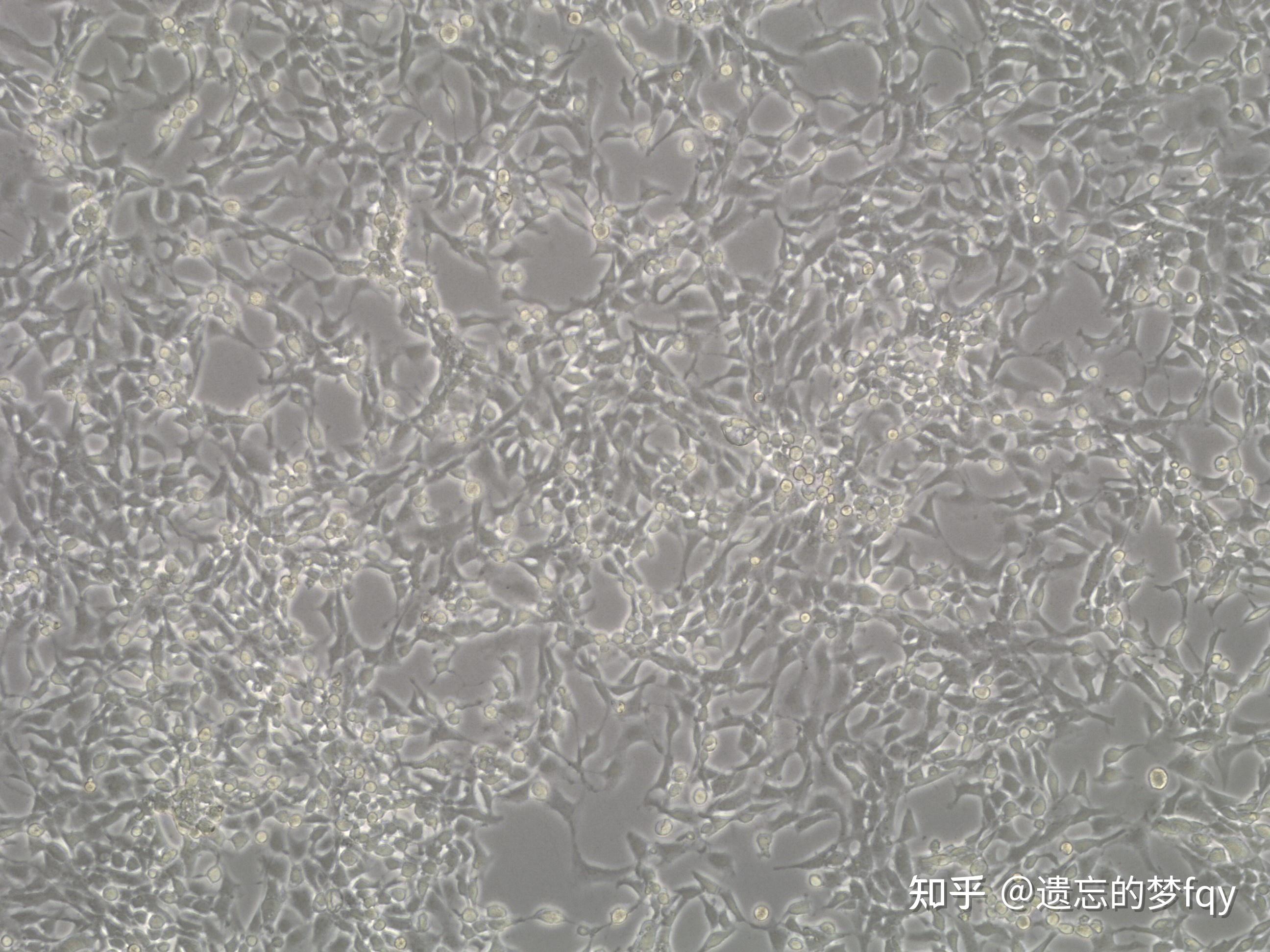 细胞形态之MLE-12 - 知乎