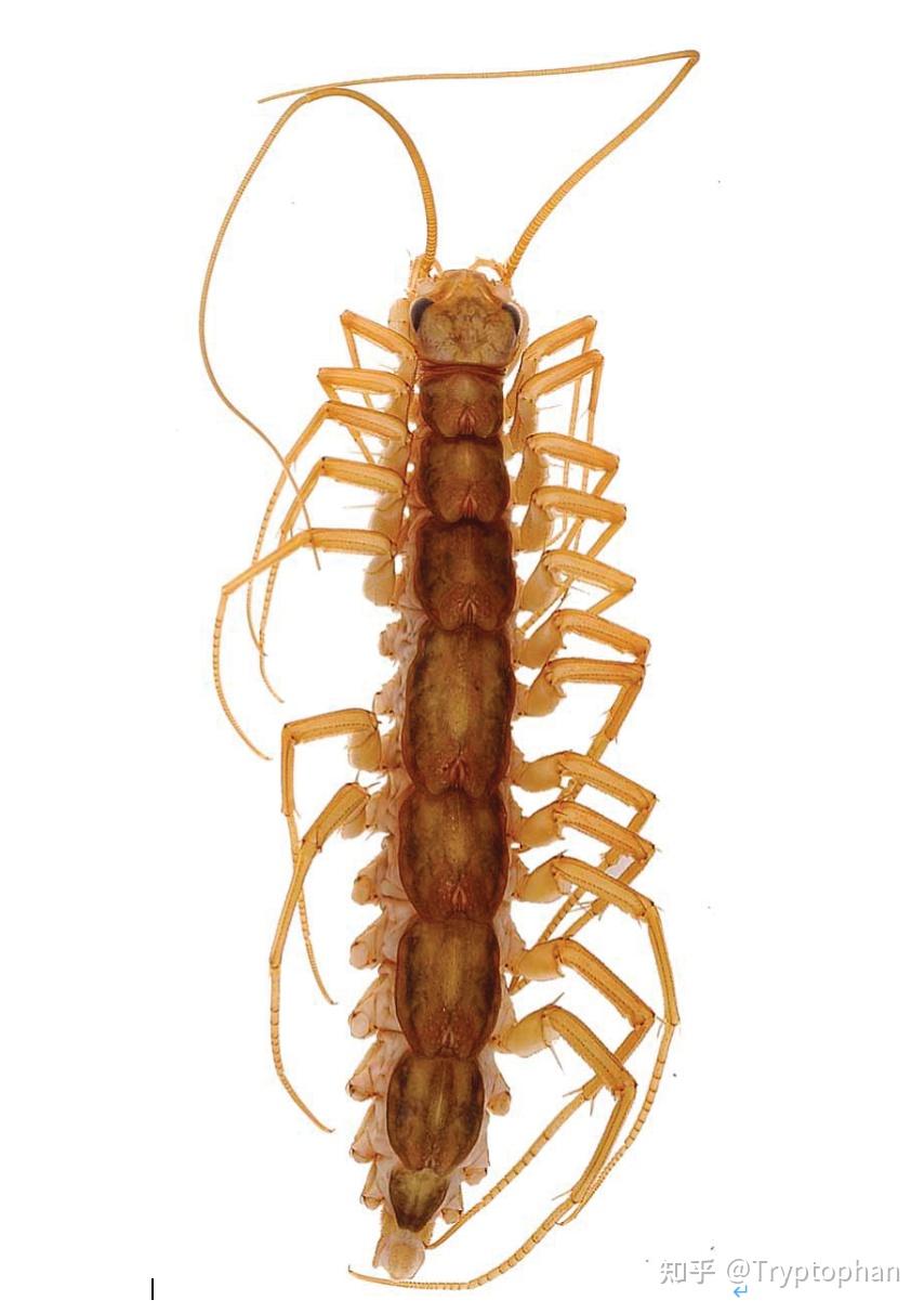 【Scutigeromorpha 】世界蚰蜒属征译名 分类 图鉴 - 知乎