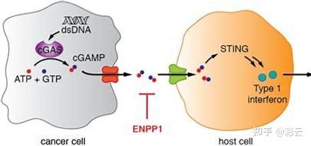 cGAS-STING信号通路发现史（中上） - 知乎
