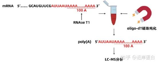 USP《mRNA疫苗和治疗产品质量分析方法-指南草案》第三版发布，mRNA质量控制如何做？ - 知乎