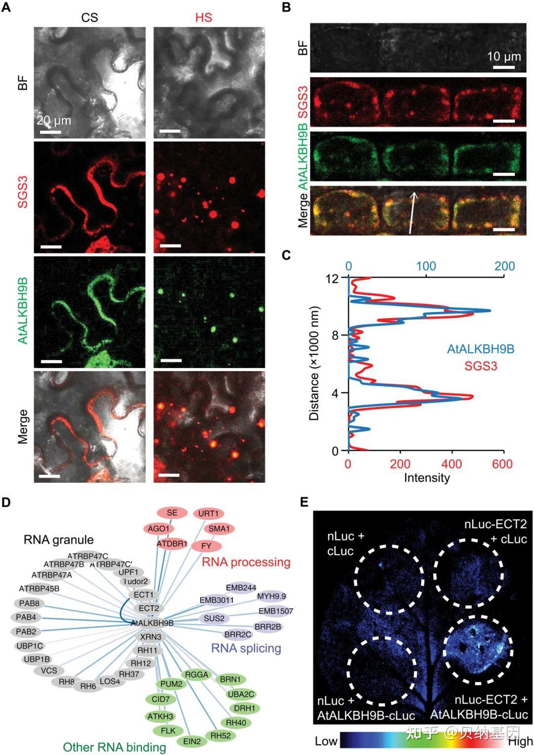 Science Advances详解｜深入解析m6A RNA去甲基化酶促进热激下逆转座子转座机制 - 知乎