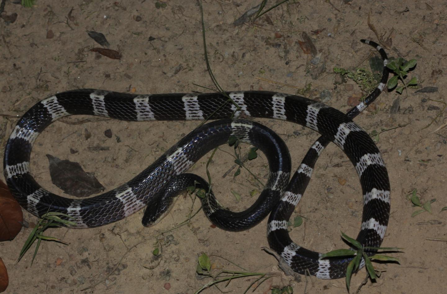 献给钟爱的Bungarus环蛇属（Krait) - 知乎