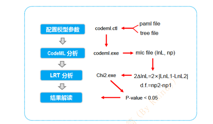 用CodeML进行选择压力分析太复杂？不妨试试EasyCodeML！ - 知乎