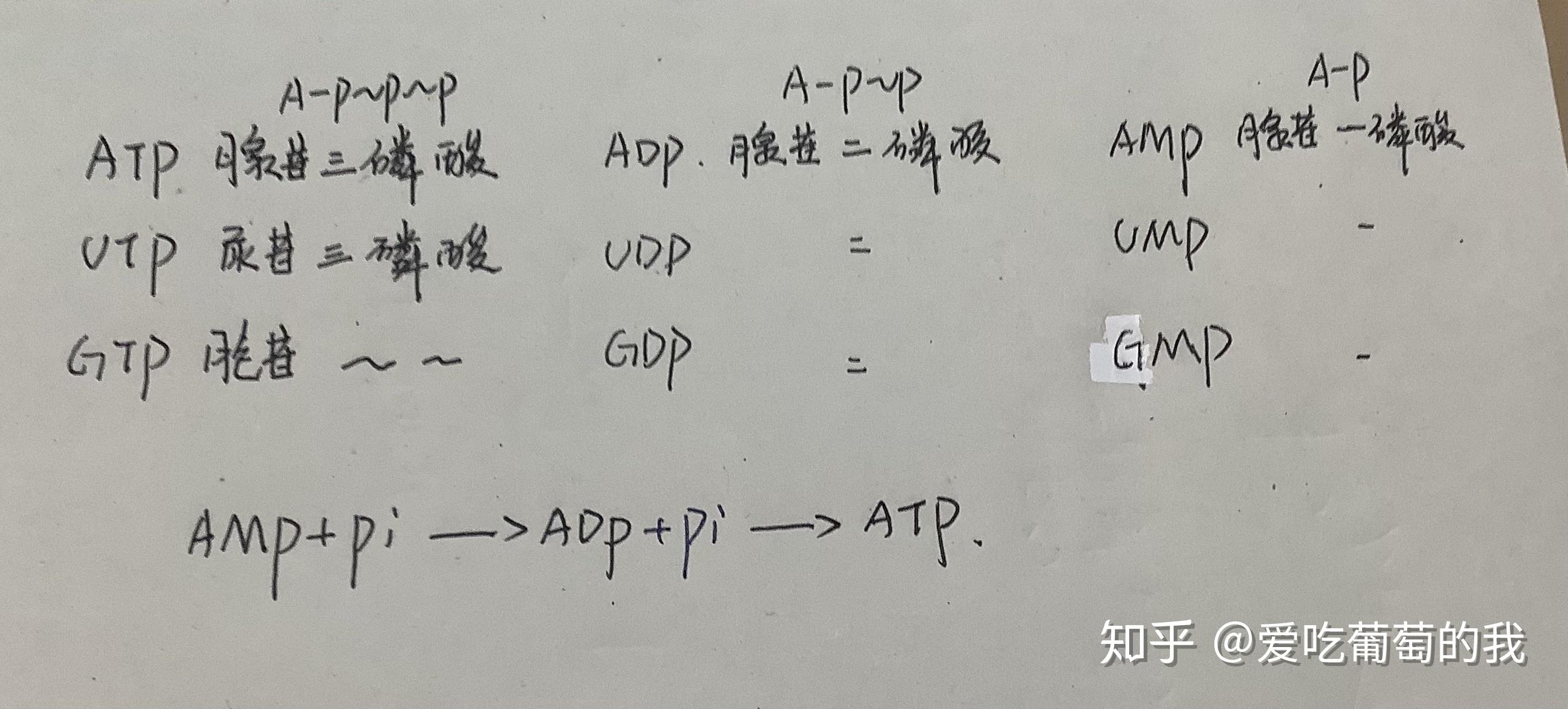 在核苷酸代谢中， AMP GMP 与 ATP GTP 的区别和联系是什么？ - 知乎