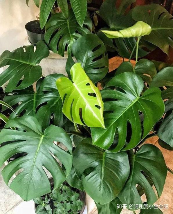 龟背竹换盆大揭秘！你知道换盆后怎么浇水吗？ - 知乎