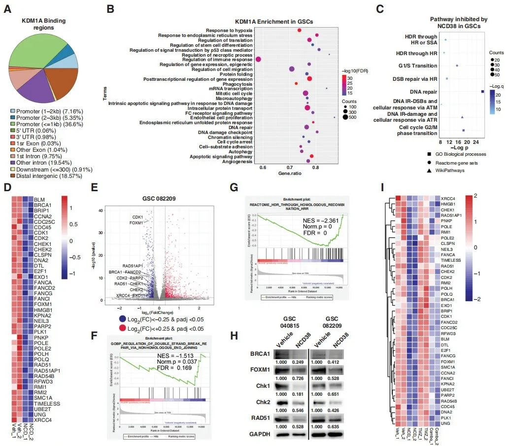 Neuro-Oncology | IF:15.9 & CUT&Tag和RNA-seq联合解析胶质母细胞瘤的耐药性 - 知乎