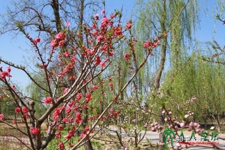中 诗《 过 年 》英 译《 My Spring Festival 》 - 知乎