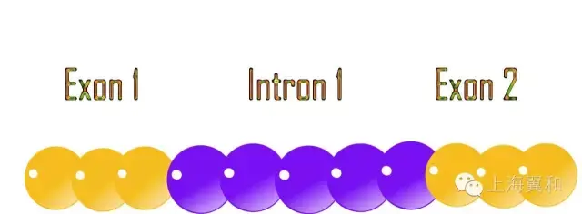 生信小贴士-如何一眼看穿基因DNA的Intron与Exon序列 - 知乎