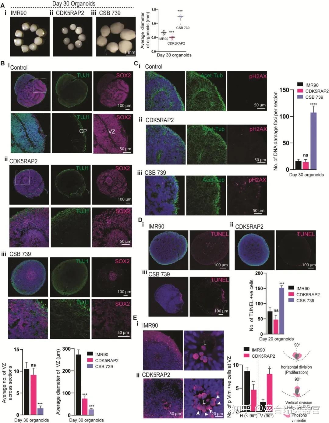 Nature子刊：如何使用6个iPSC细胞系产生1万多个脑类器官？ - 知乎