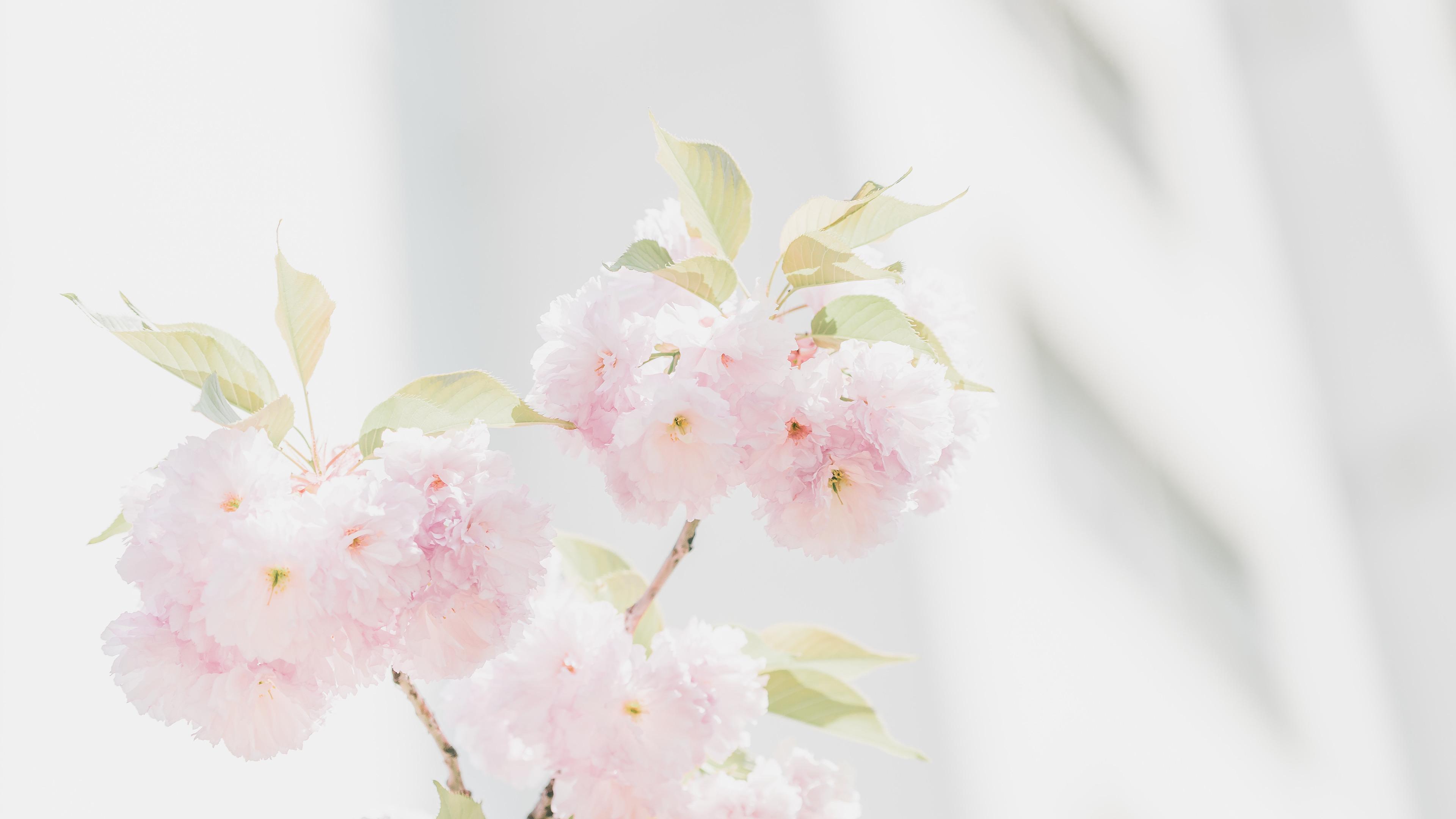 分区电脑壁纸|二次元动漫|风景壁纸 - 知乎