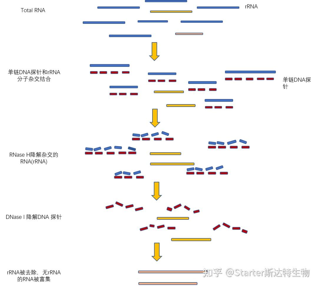 探秘 “全能选手” DNase I：结构、功能与多元应用 - 知乎