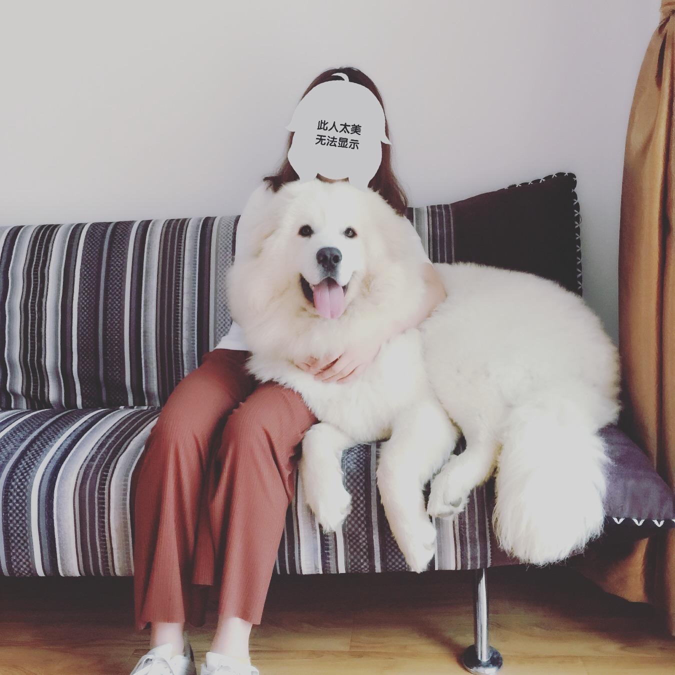 养一只大白熊犬是怎样一种体验? 知乎