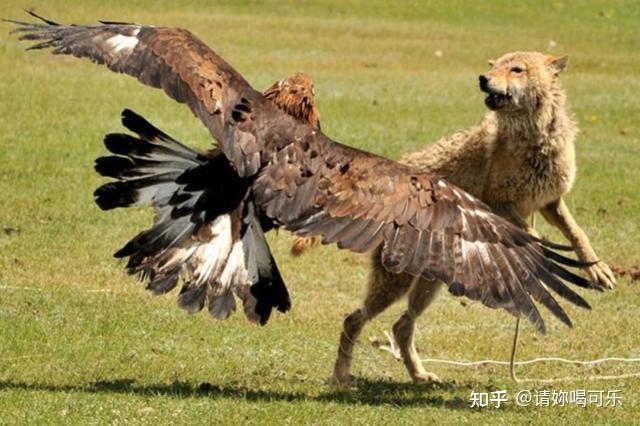 狼的天敌是什么？ - 知乎