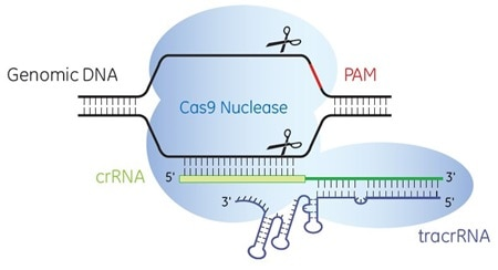 如何设计crisper-dcas9系统的gRNA，具体步骤是什么？ - 知乎